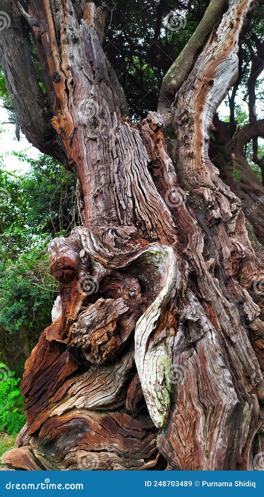 Beautiful Texture of a Tree in the Forest Stock Image - Image of nature ...