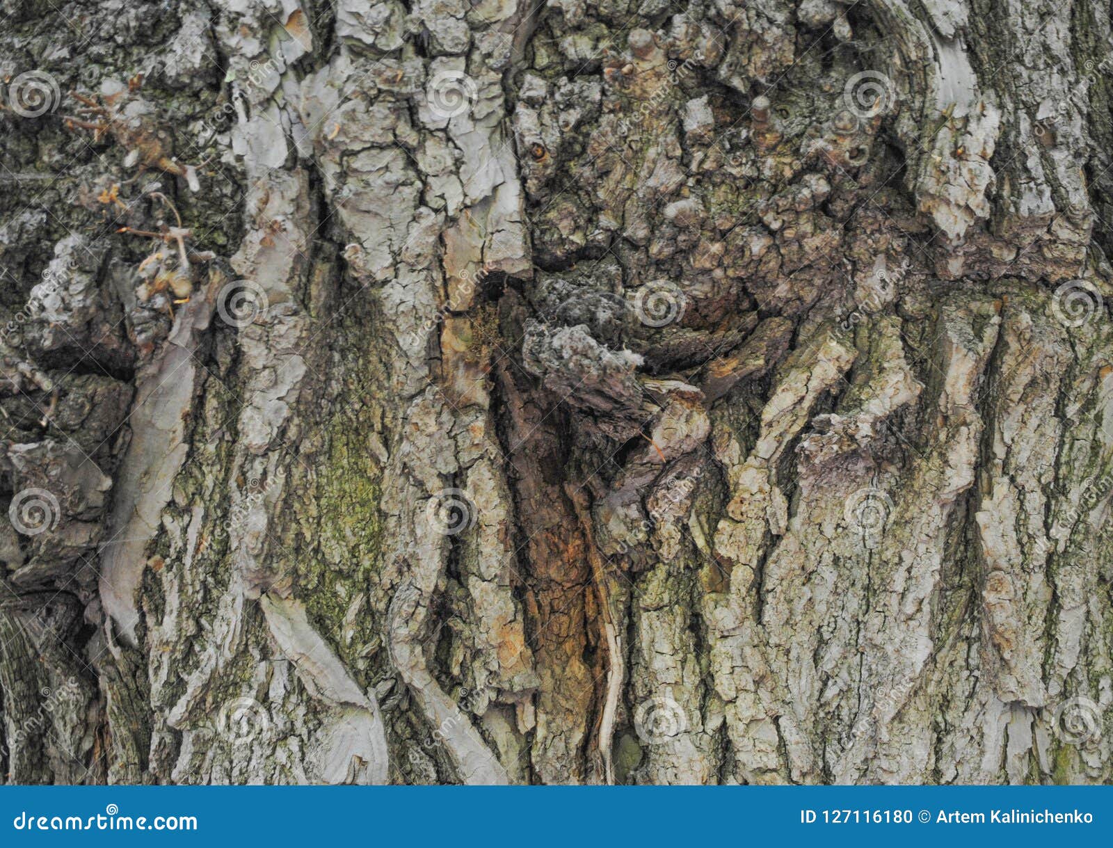 Beautiful Texture of a Tree of High Resolution Stock Photo - Image of ...