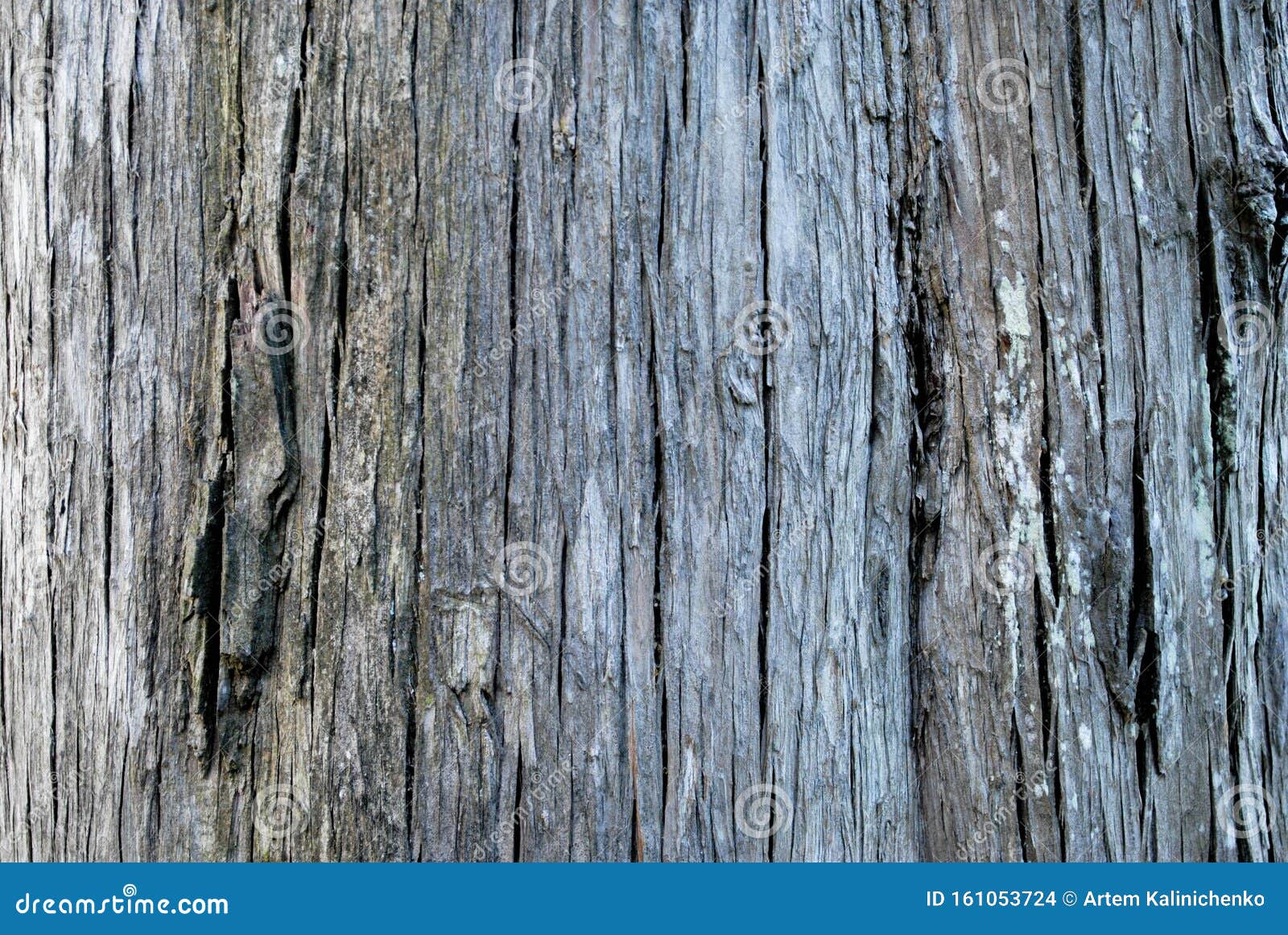 Beautiful Texture of a Tree of High Resolution Stock Photo - Image of ...