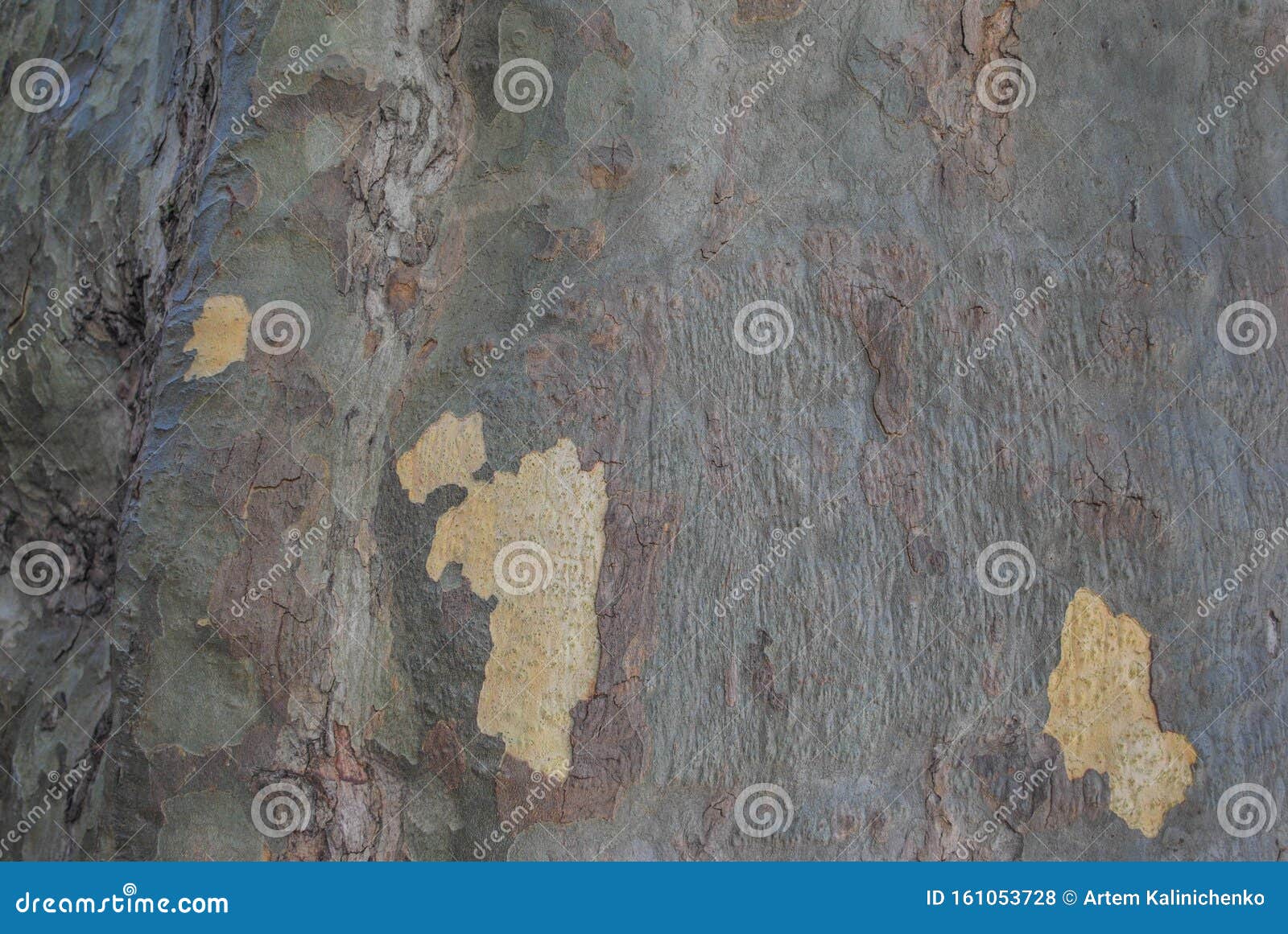 Beautiful Texture of a Tree of High Resolution Stock Photo - Image of ...