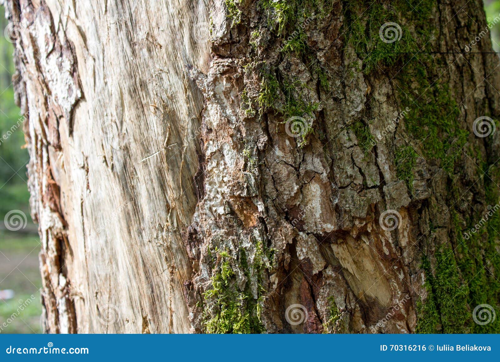 Tree Trunk Section Stock Photos - Download 19,351 Royalty Free Photos