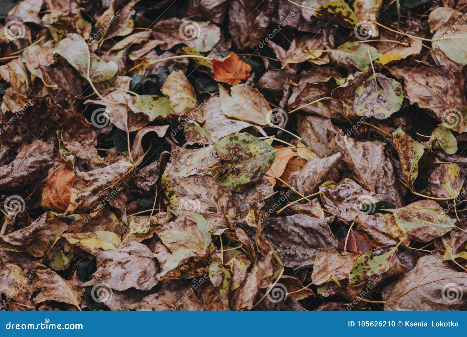 Beautiful Texture of the Withered Leaves Stock Photo - Image of ...