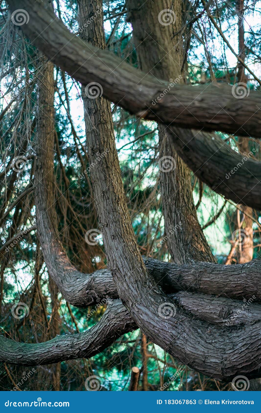 Beautiful Textured Interlaced Tree Trunks in the Forest Stock Image ...