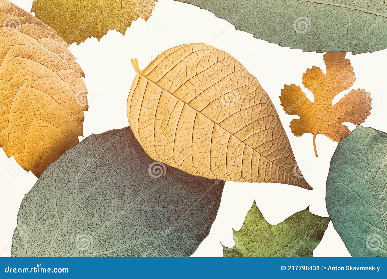 Beautiful textured leaves stock photo. Image of leaves - 217798438
