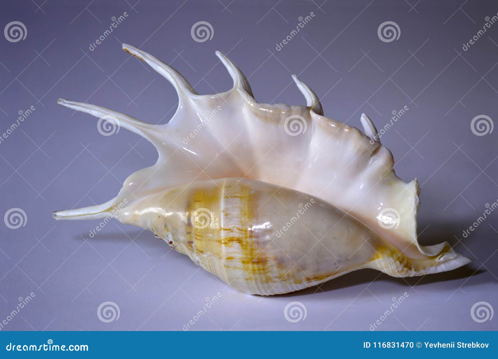 Beautiful Sea Shell on a White Background Stock Photo - Image of marine ...