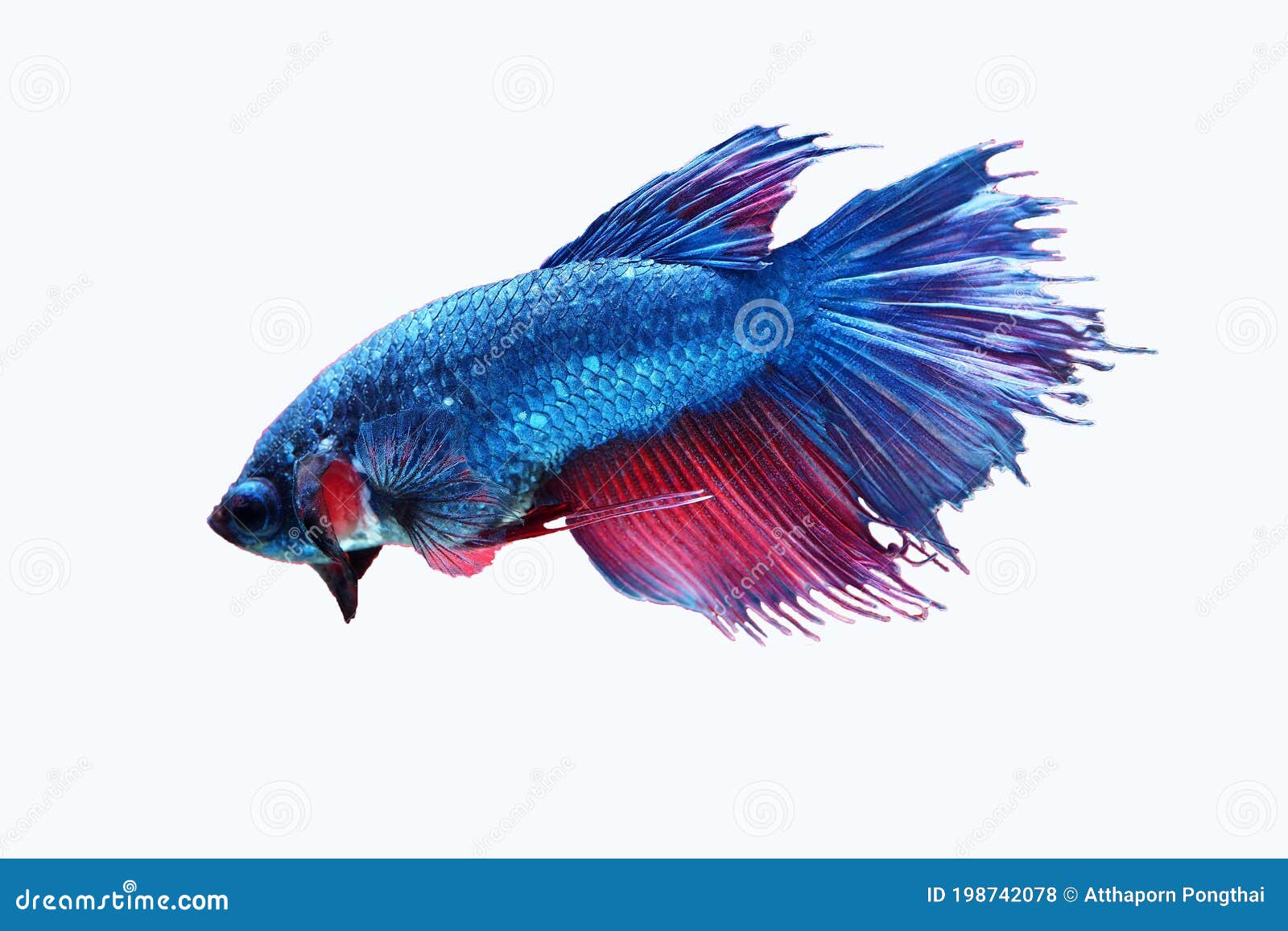 Beautiful Thai betta fish stock photo. Image of aquatic - 198742078