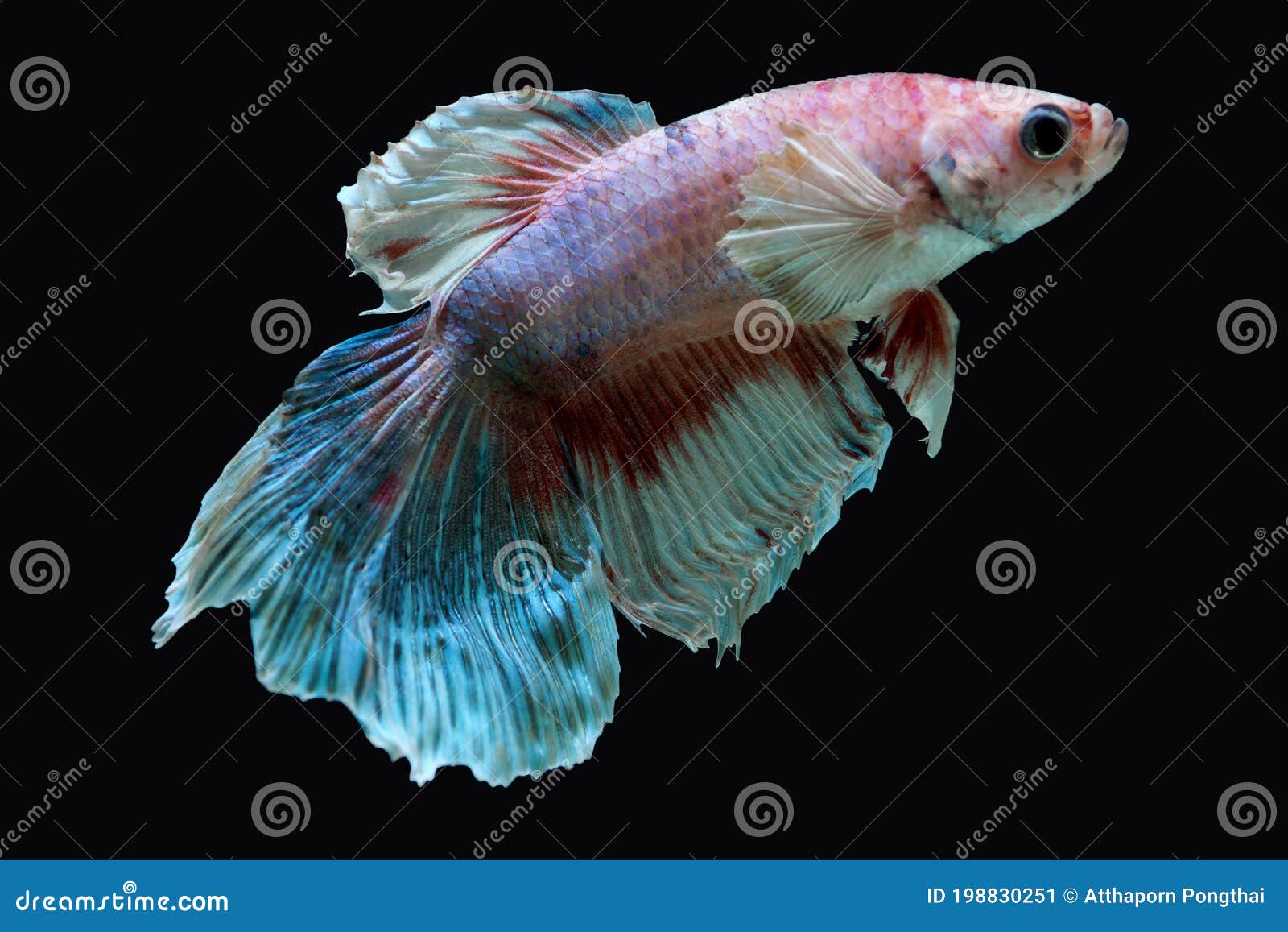 Beautiful Thai betta fish stock image. Image of betta - 198830251