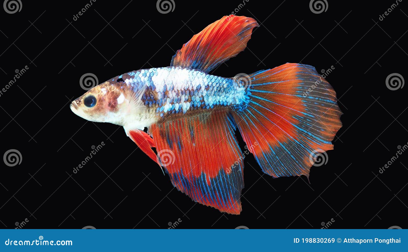 Beautiful Thai betta fish stock image. Image of exotic - 198830269