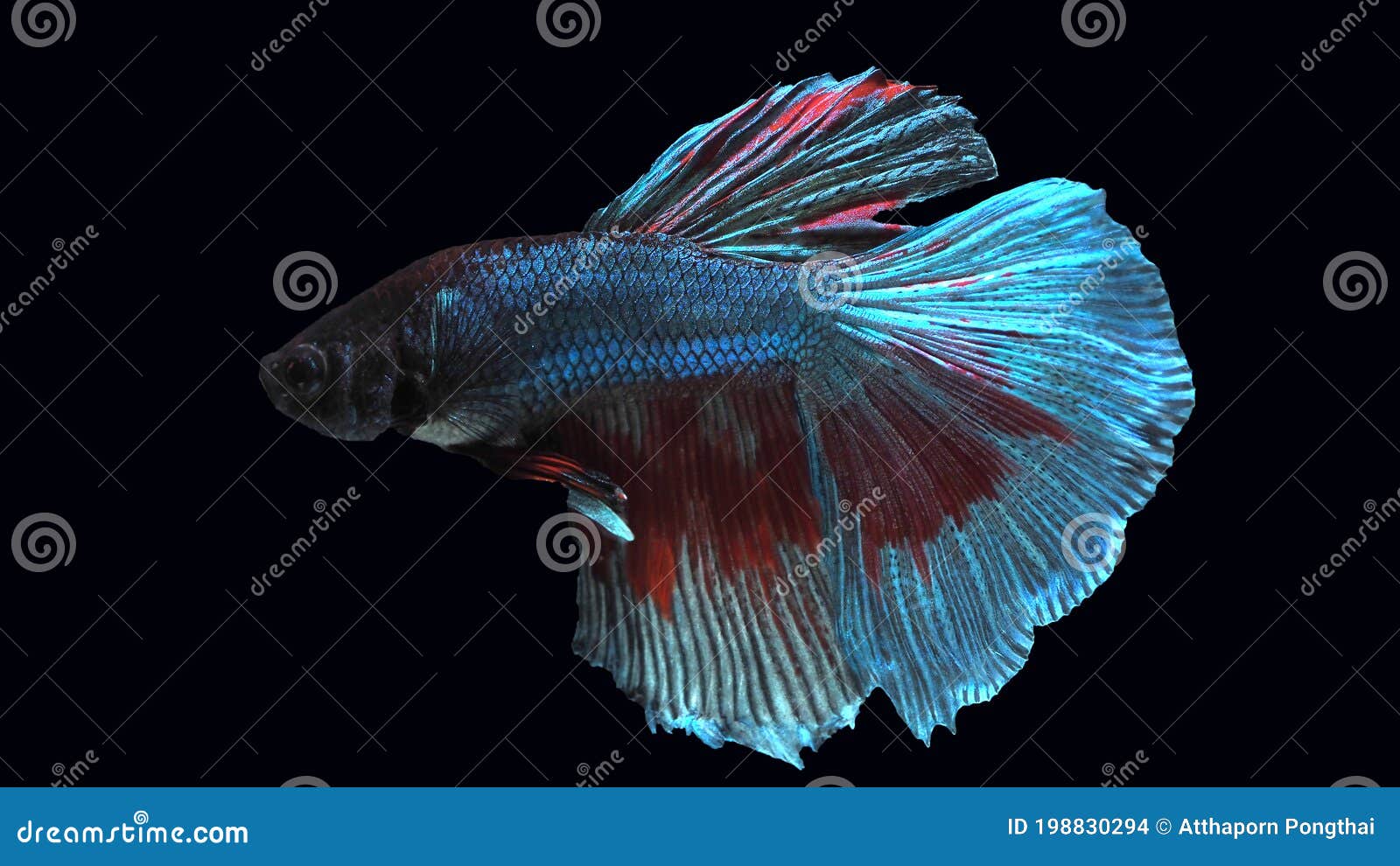 Beautiful Thai betta fish stock photo. Image of fish - 198830294