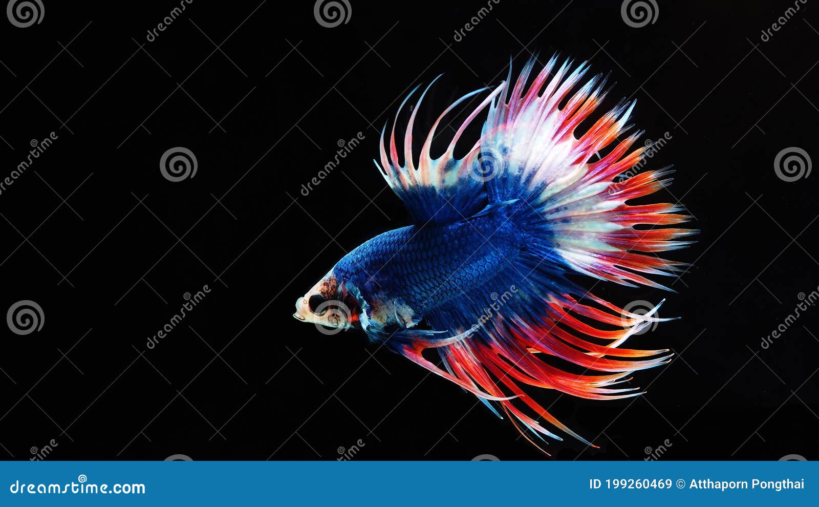 Beautiful Thai betta fish stock image. Image of breed - 199260469