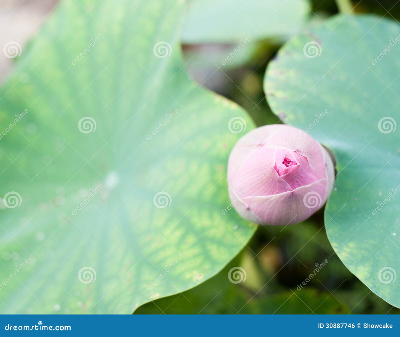 Thai Lotus In Pond Royalty-Free Stock Photography | CartoonDealer.com ...