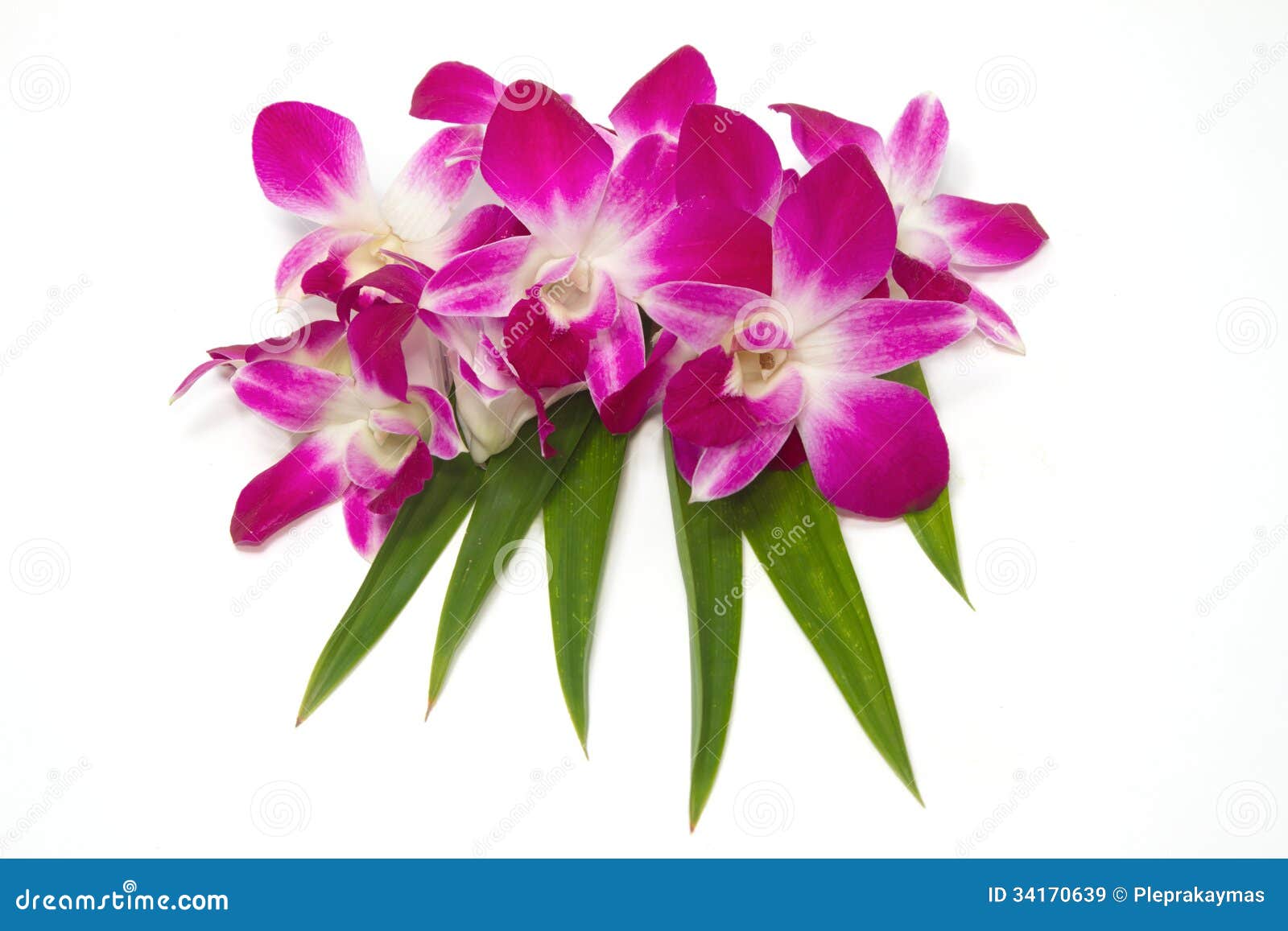 Thai Orchid Flower Stock Photo | CartoonDealer.com #43443306