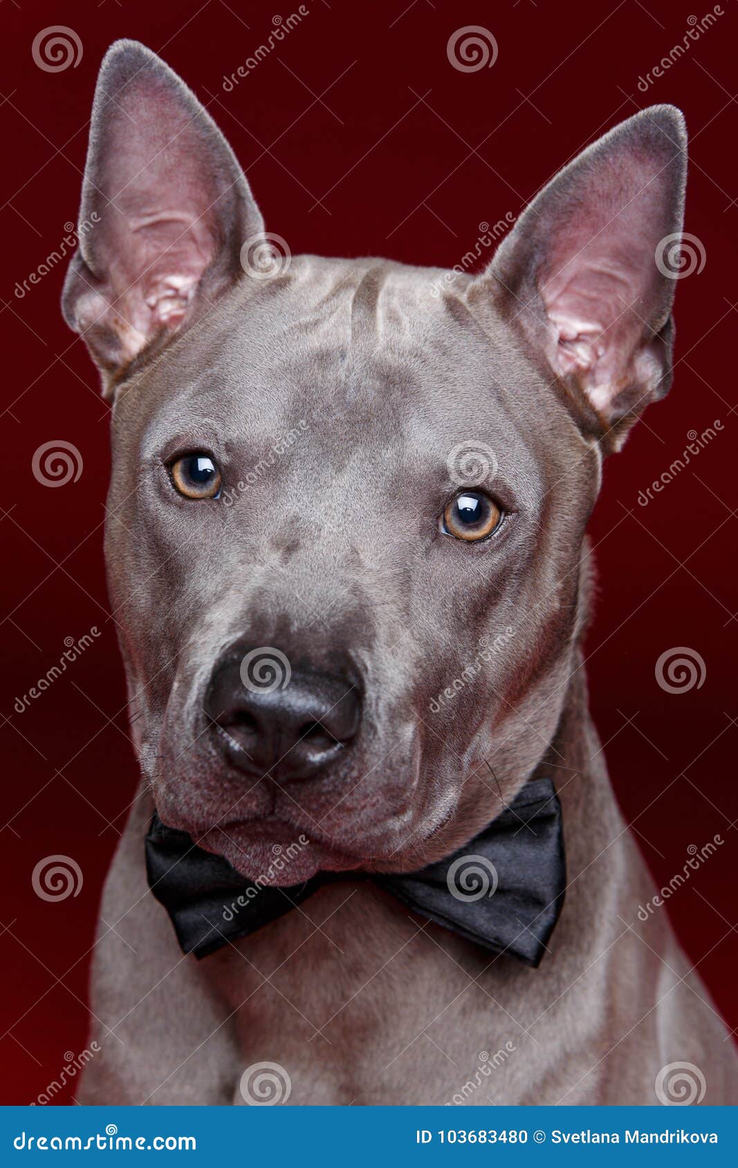Beautiful Thai Ridgeback Dog with Bow Tie Stock Photo - Image of blue ...