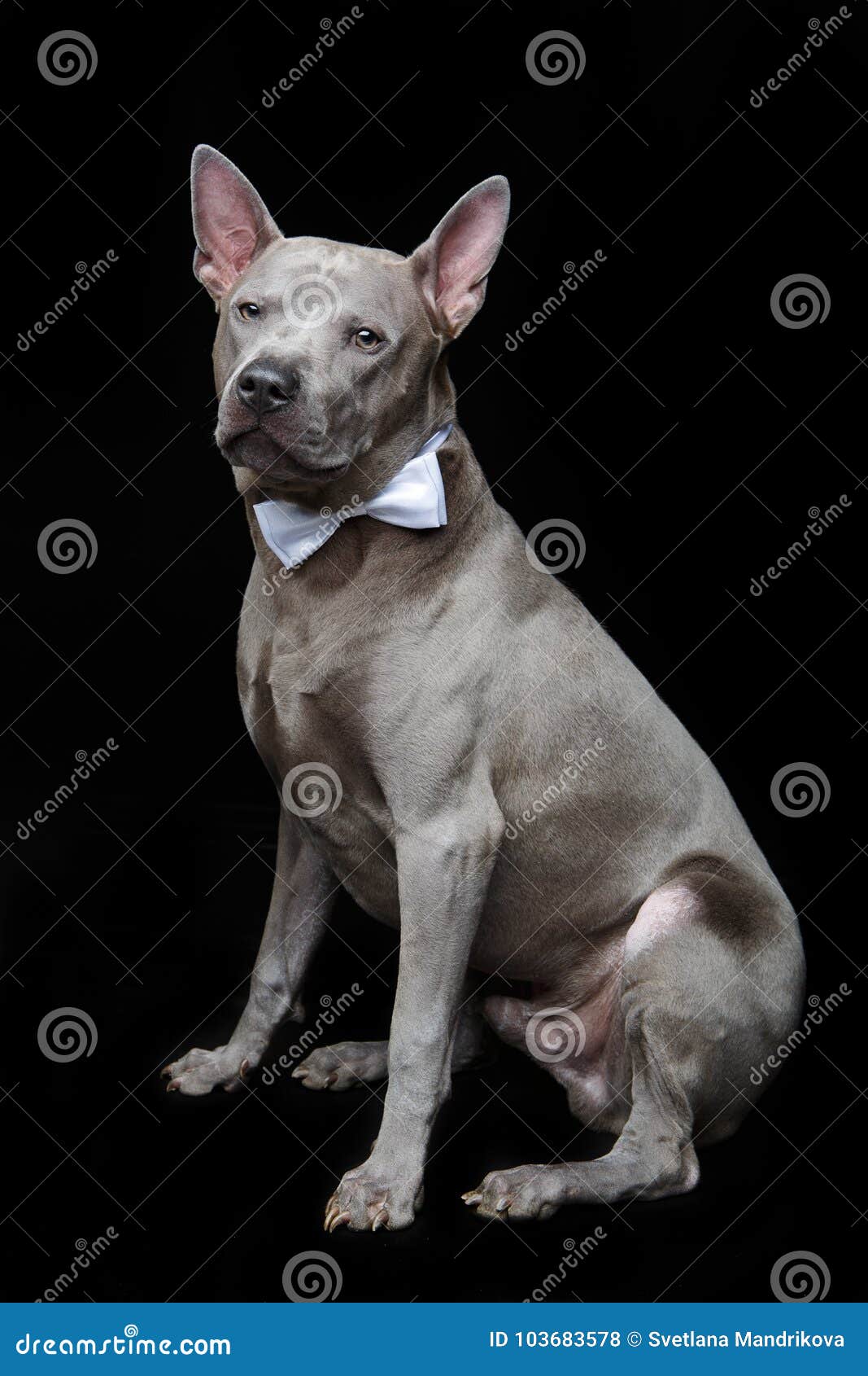 Beautiful Thai Ridgeback Dog with Bow Tie Stock Photo - Image of ...