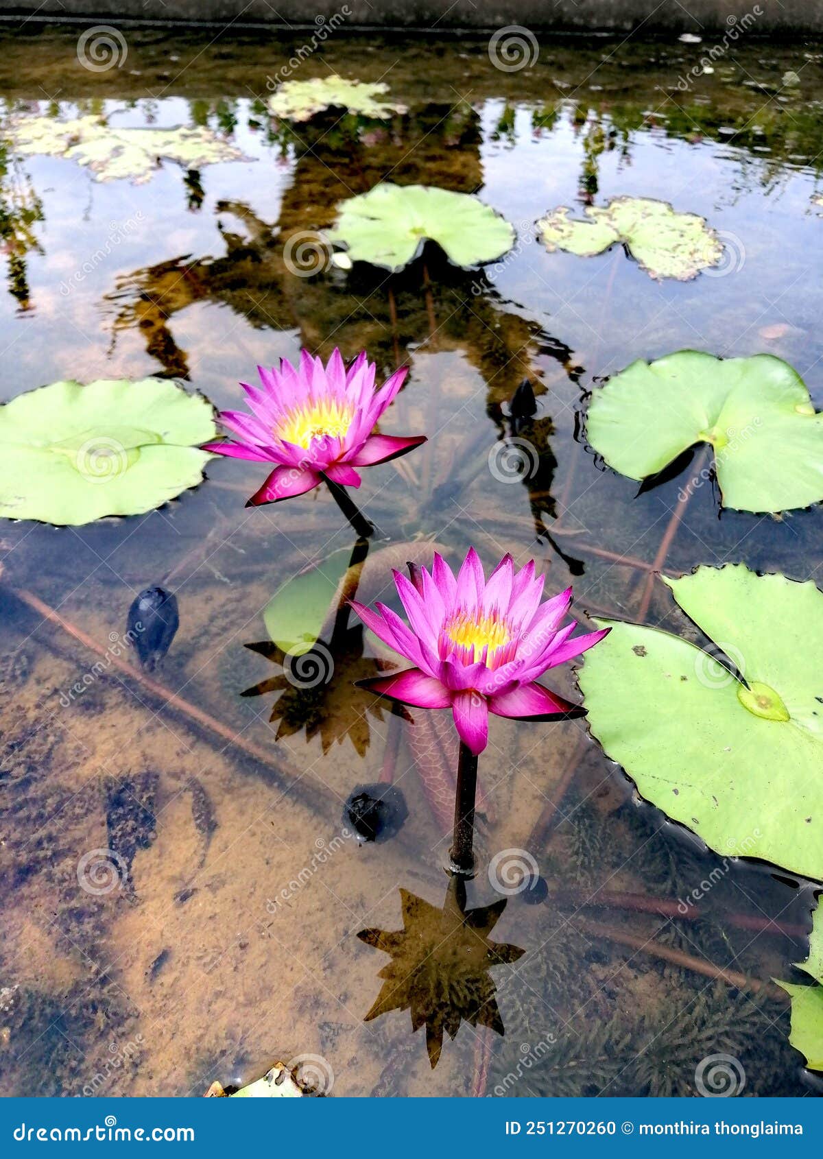 Lotus Plant Underwater