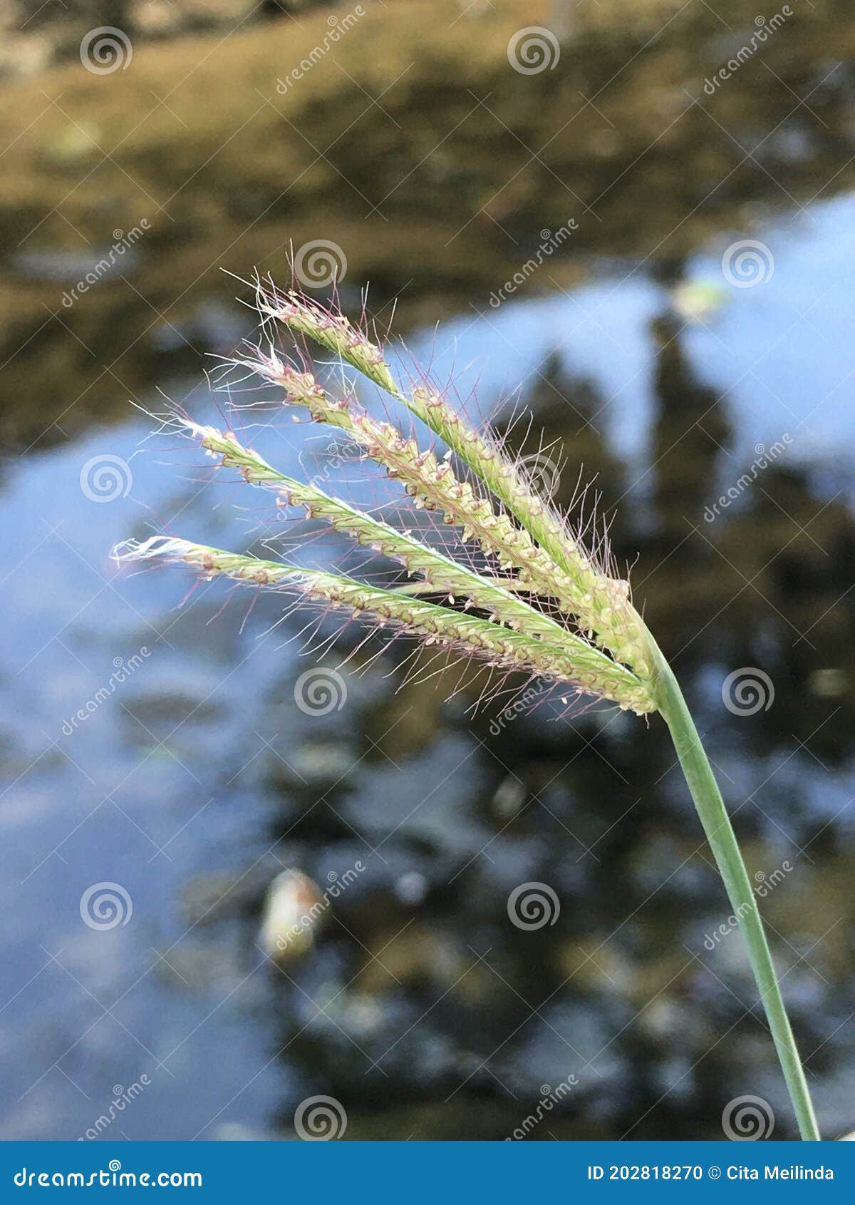 Beautiful Thatch stock photo. Image of beautiful, focus - 202818270