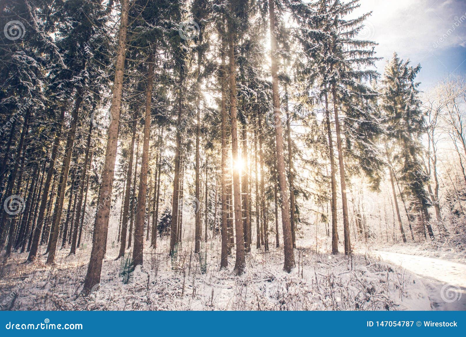 Beautiful Thick Forest with Tall Thin Trees Stock Image - Image of ...