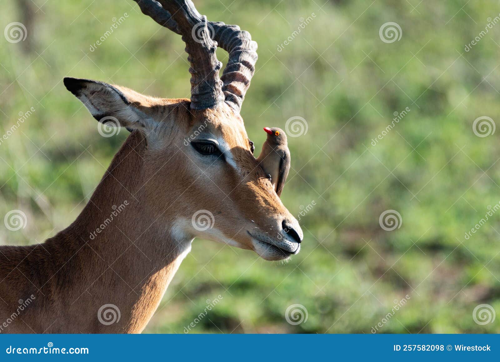 Beautiful Thomson Gazelle with a Bird on Head in the Field Stock Photo ...