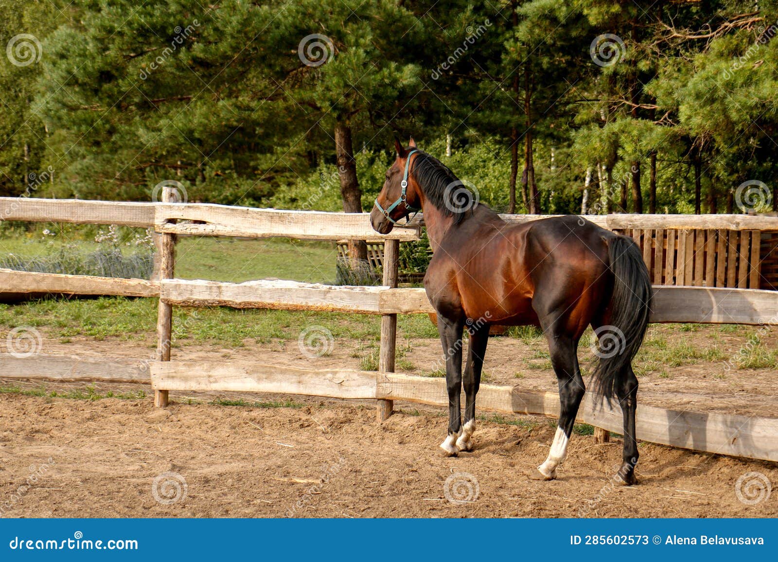 Beautiful Thoroughbred Stallion in a Fenced Paddock Stock Image - Image ...