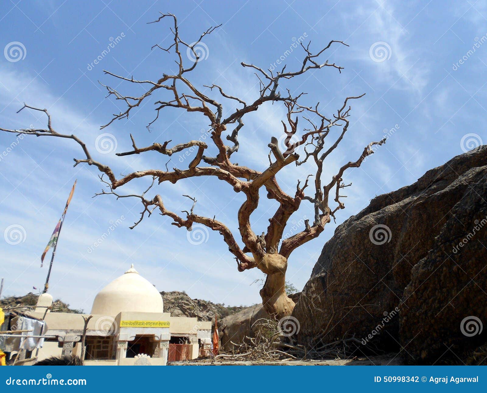 BEAUTIFUL THOUGH WEIRD LOOKING TREE Stock Photo - Image of nature ...