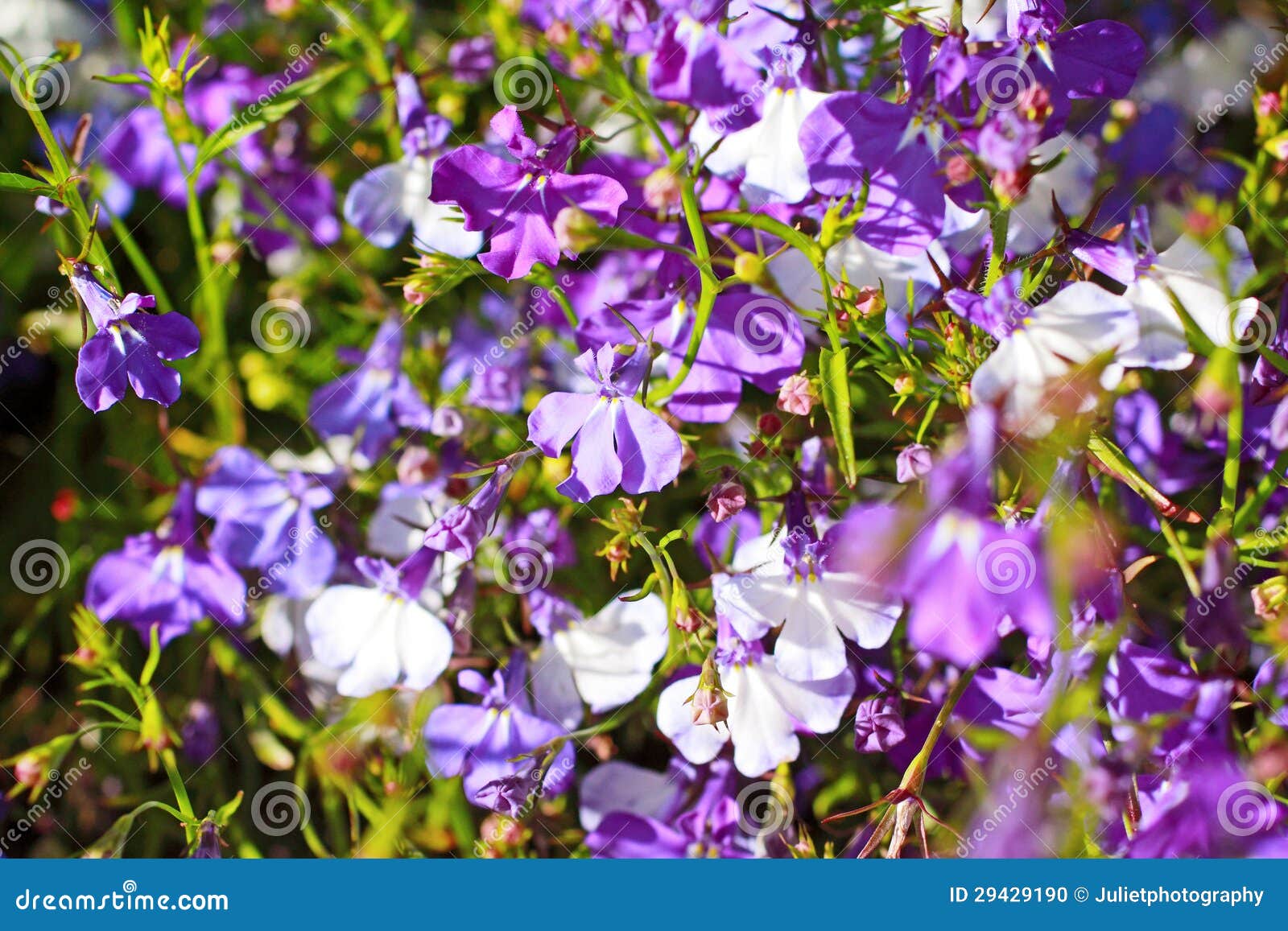 Beautiful Three Colour Lobelia Stock Photo - Image of decorative ...
