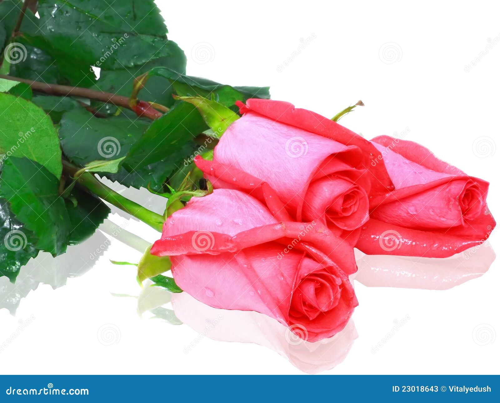Beautiful Three Pink Roses . Stock Image - Image of bloom, isolation ...