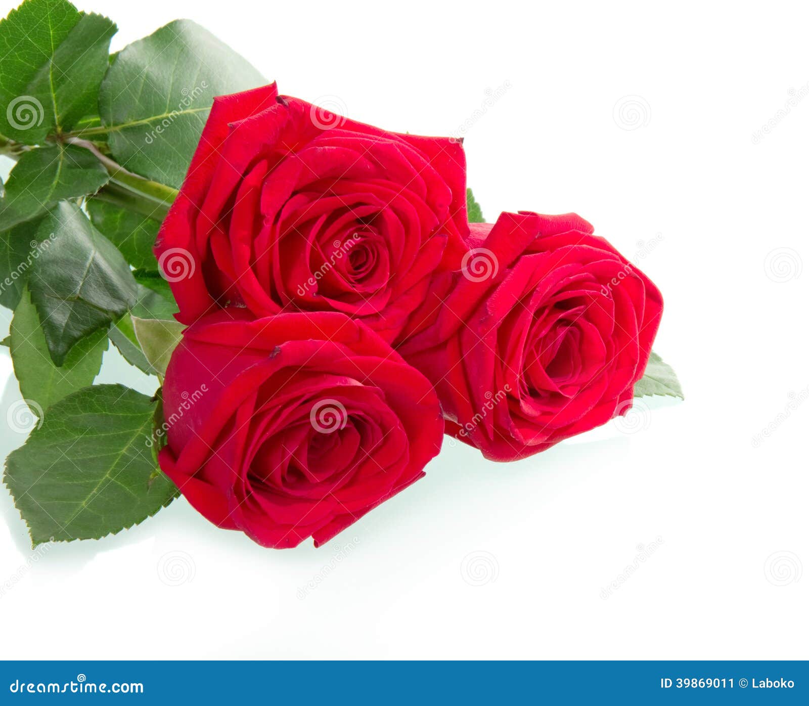 Beautiful three red rose stock image. Image of aroma - 39869011
