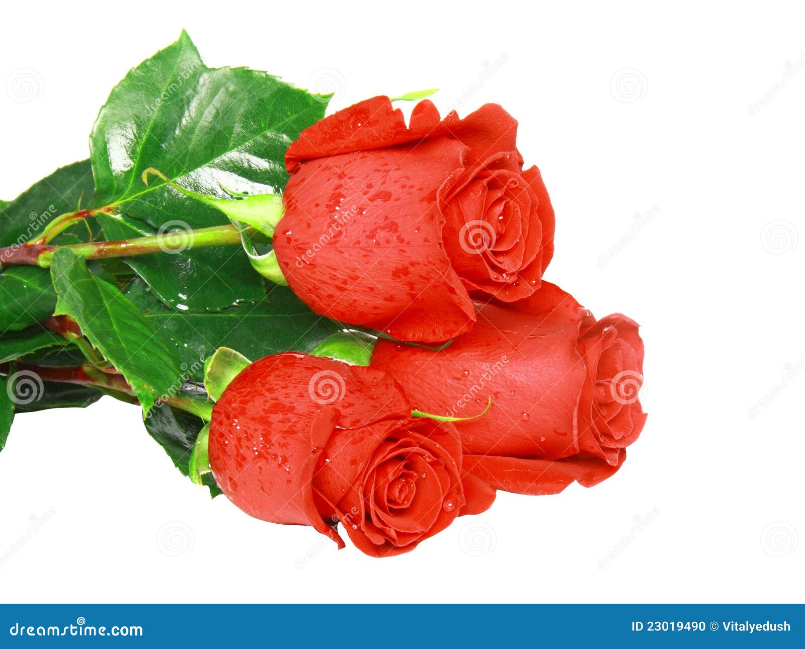 Beautiful Three Red Roses . Isolated. Stock Photo - Image of bouquet ...