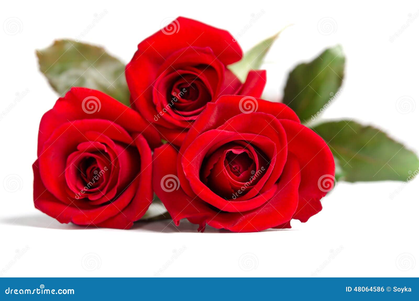 Beautiful Three Red Roses Stock Photography | CartoonDealer.com #48064586