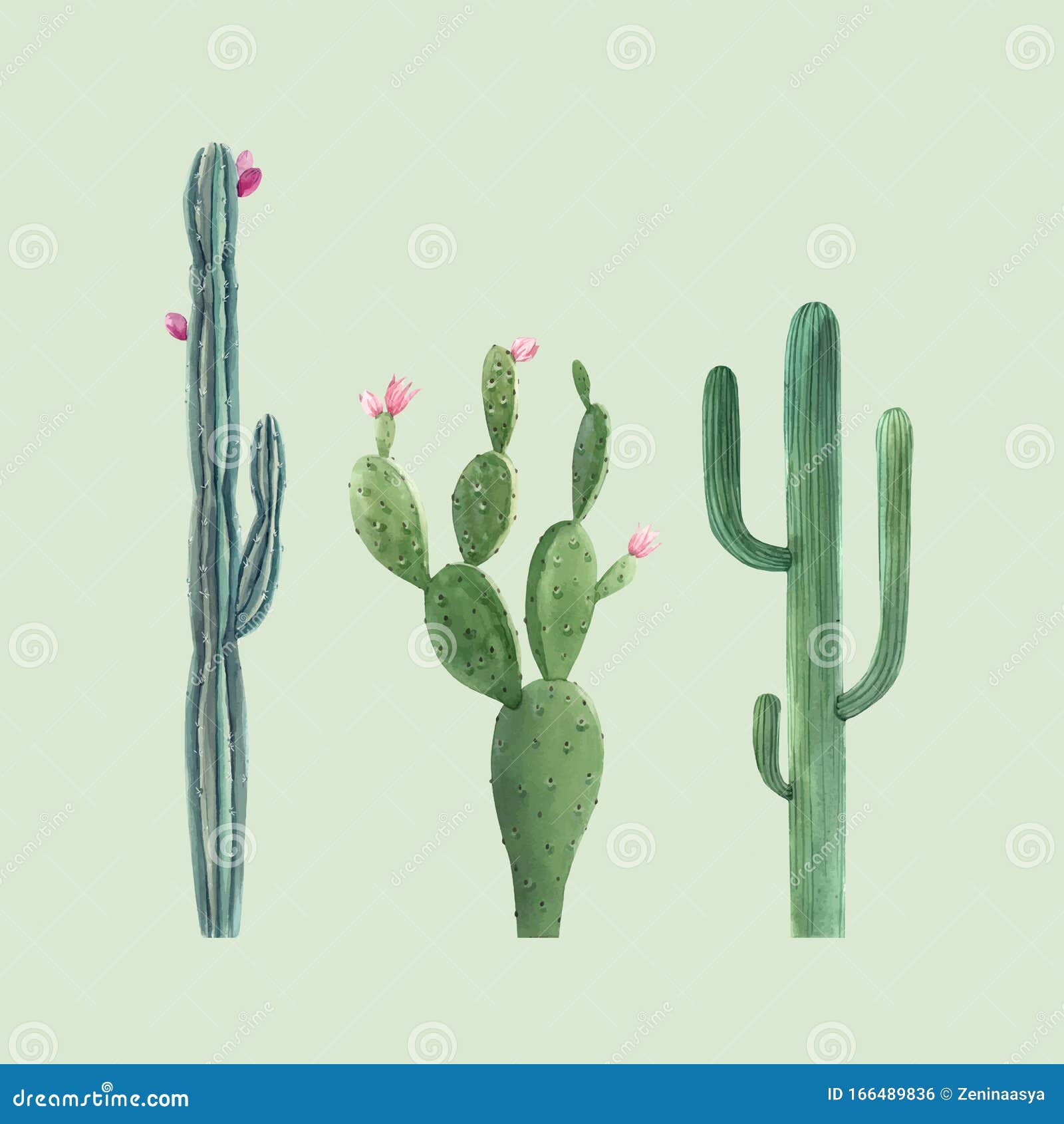 Beautiful Three Vector Watercolor Cactus Hand Drawn Illustrations Set ...