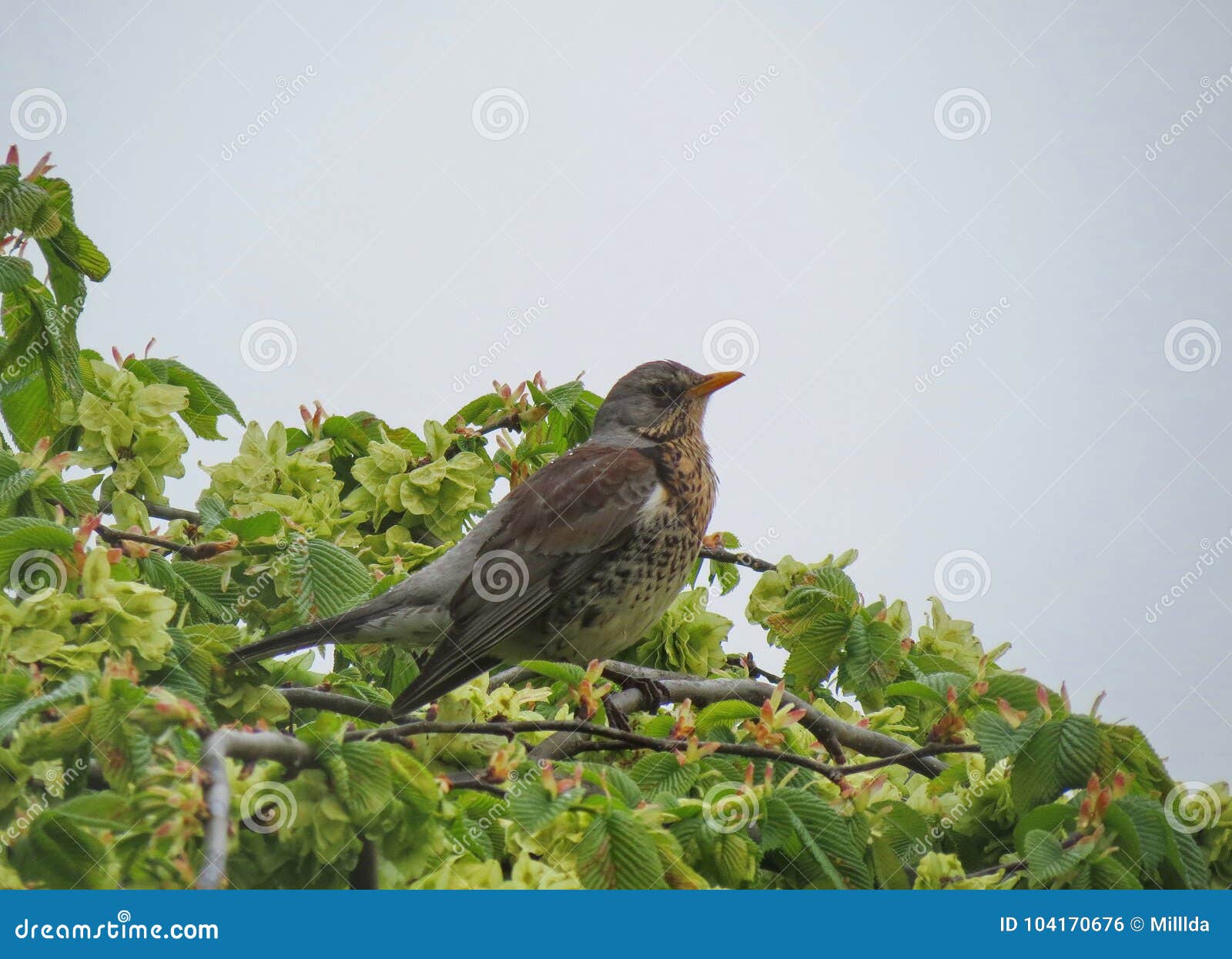 Thrush Bird on Tree Branch in Spring Stock Photo - Image of spring ...
