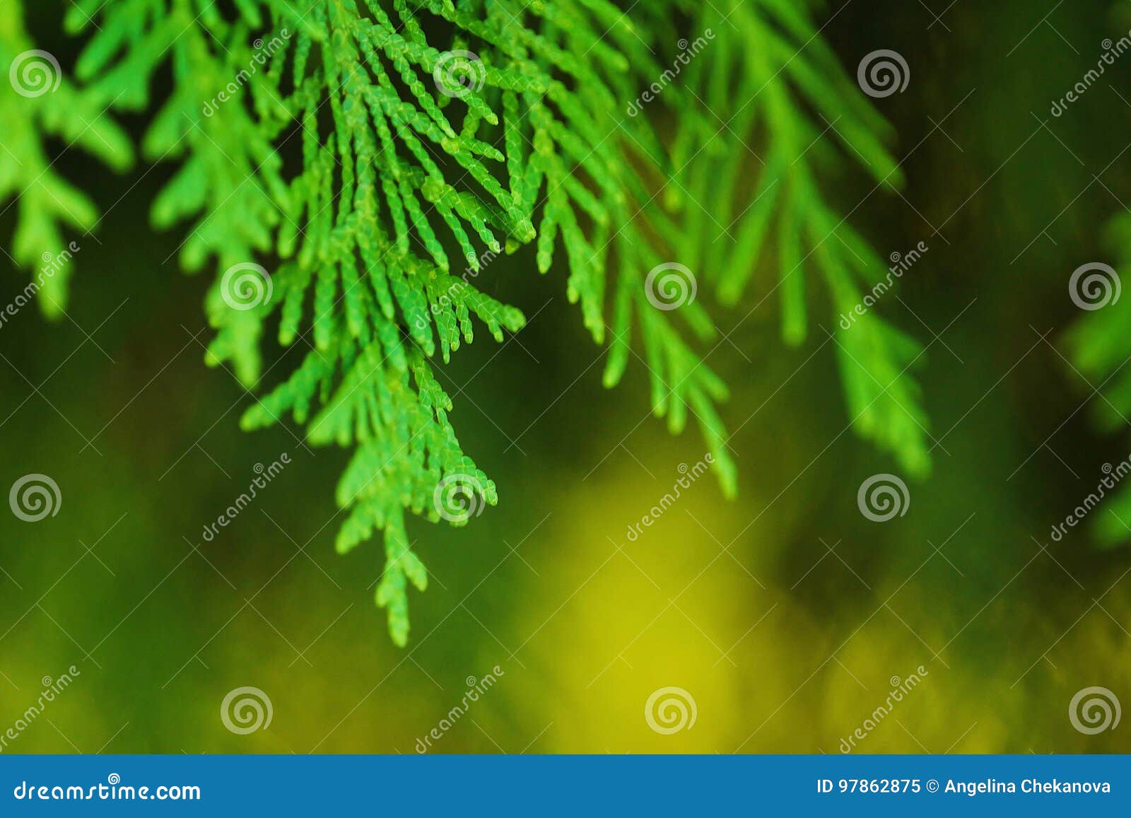 Beautiful Thuja Tree in the Forest View Stock Image - Image of park ...