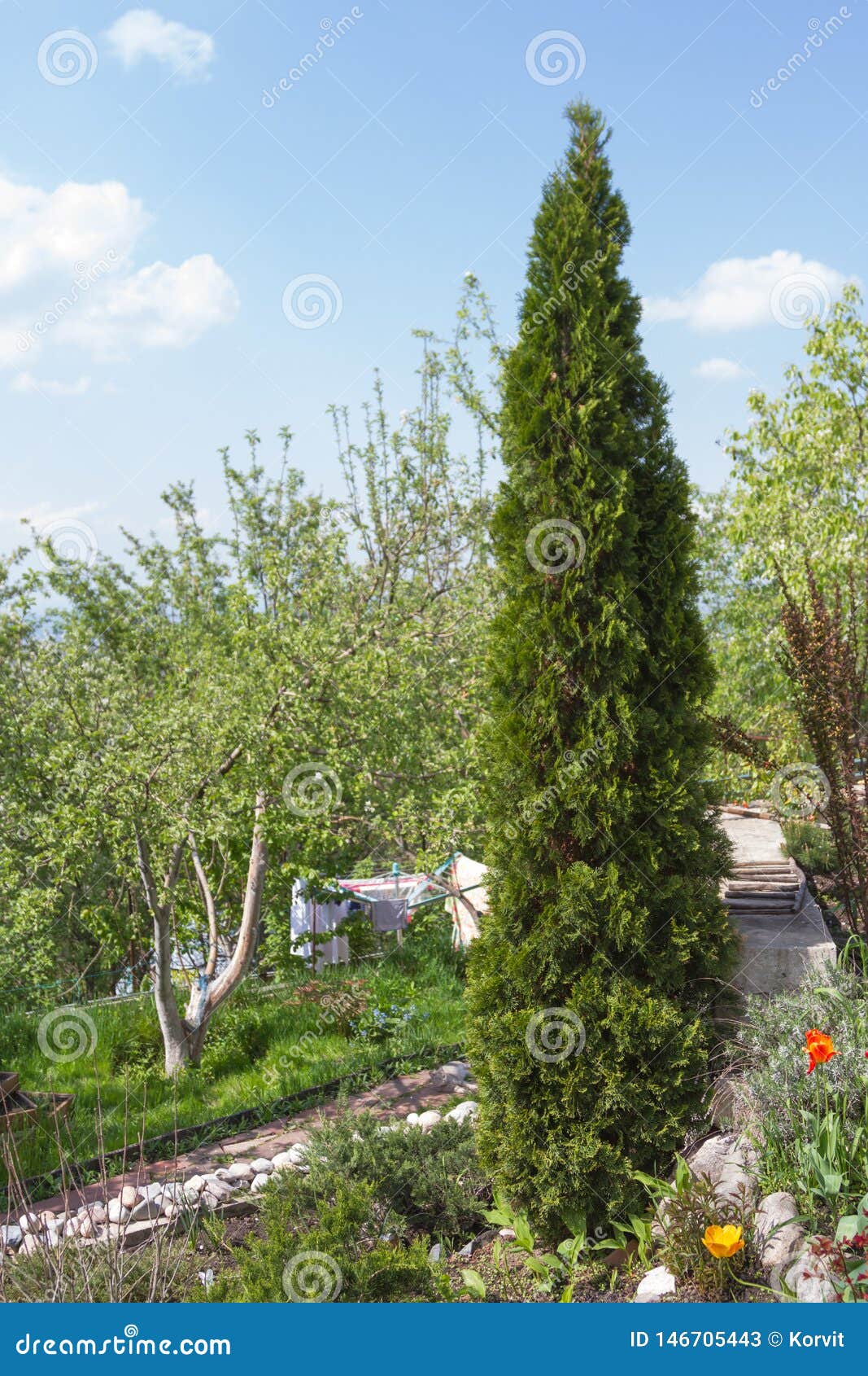 Beautiful thuja tree stock image. Image of decorative - 146705443