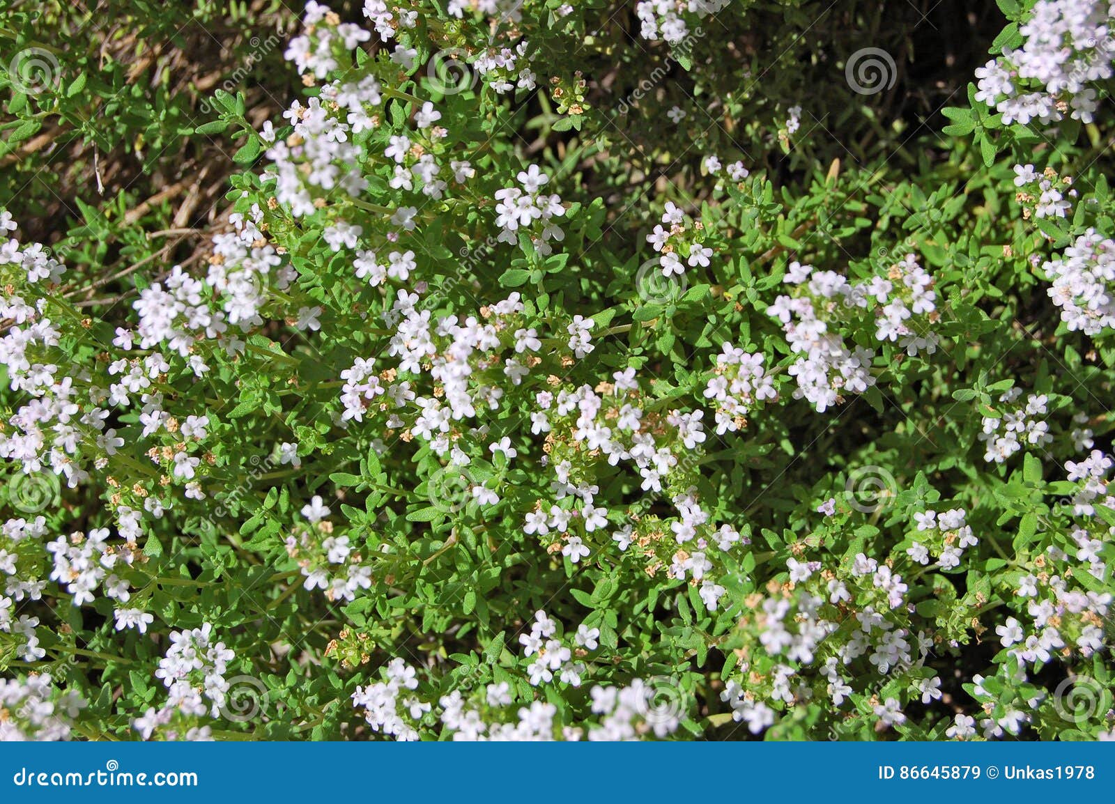 Beautiful thymus flower stock image. Image of gardening - 86645879