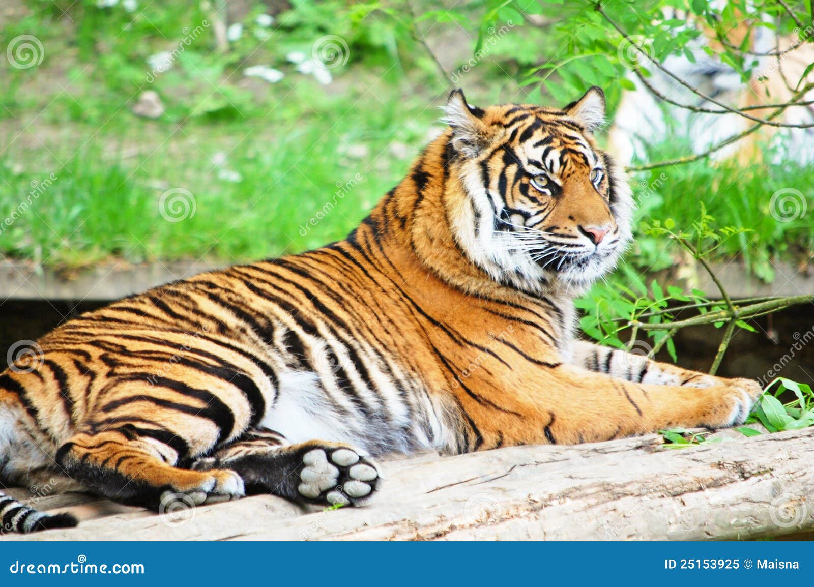 Beautiful Tiger stock image. Image of environment, mammal - 25153925
