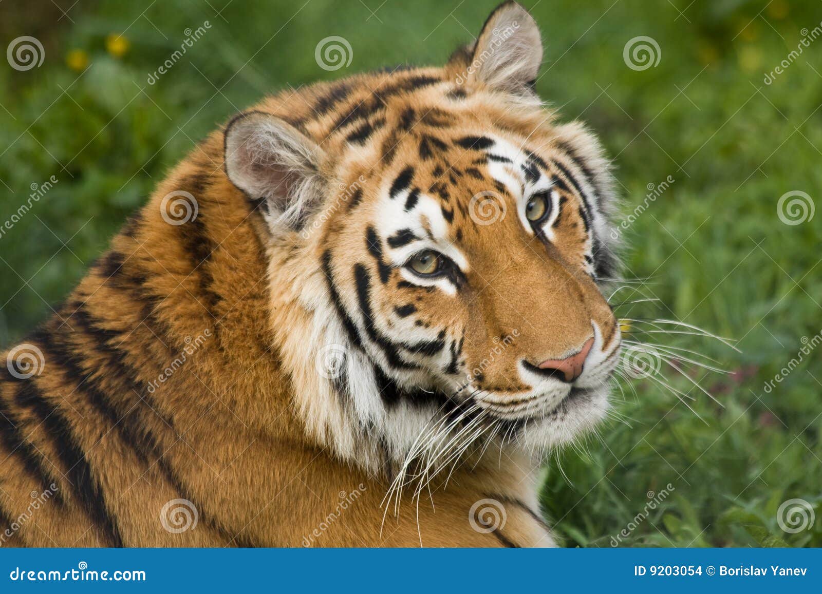 Beautiful tiger stock photo. Image of power, dark, beautiful - 9203054