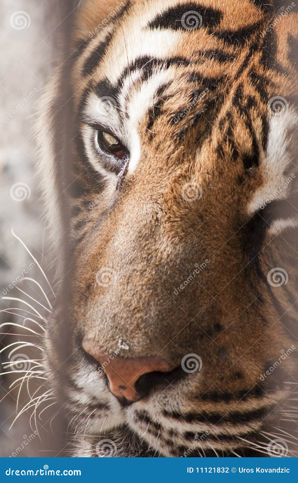 Beautiful Tiger in Captivity Stock Photo - Image of carnivore, stripes ...