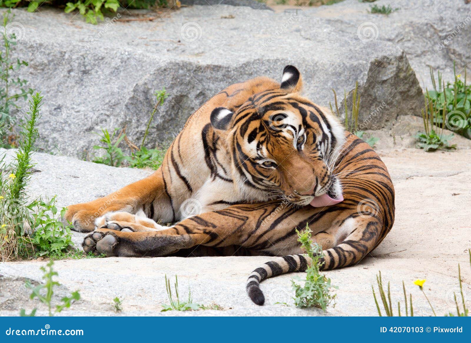 A beautiful tiger stock image. Image of funny, mammals - 42070103