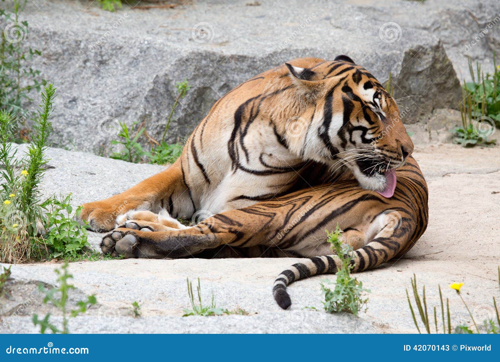 A beautiful tiger stock image. Image of couple, funny - 42070143