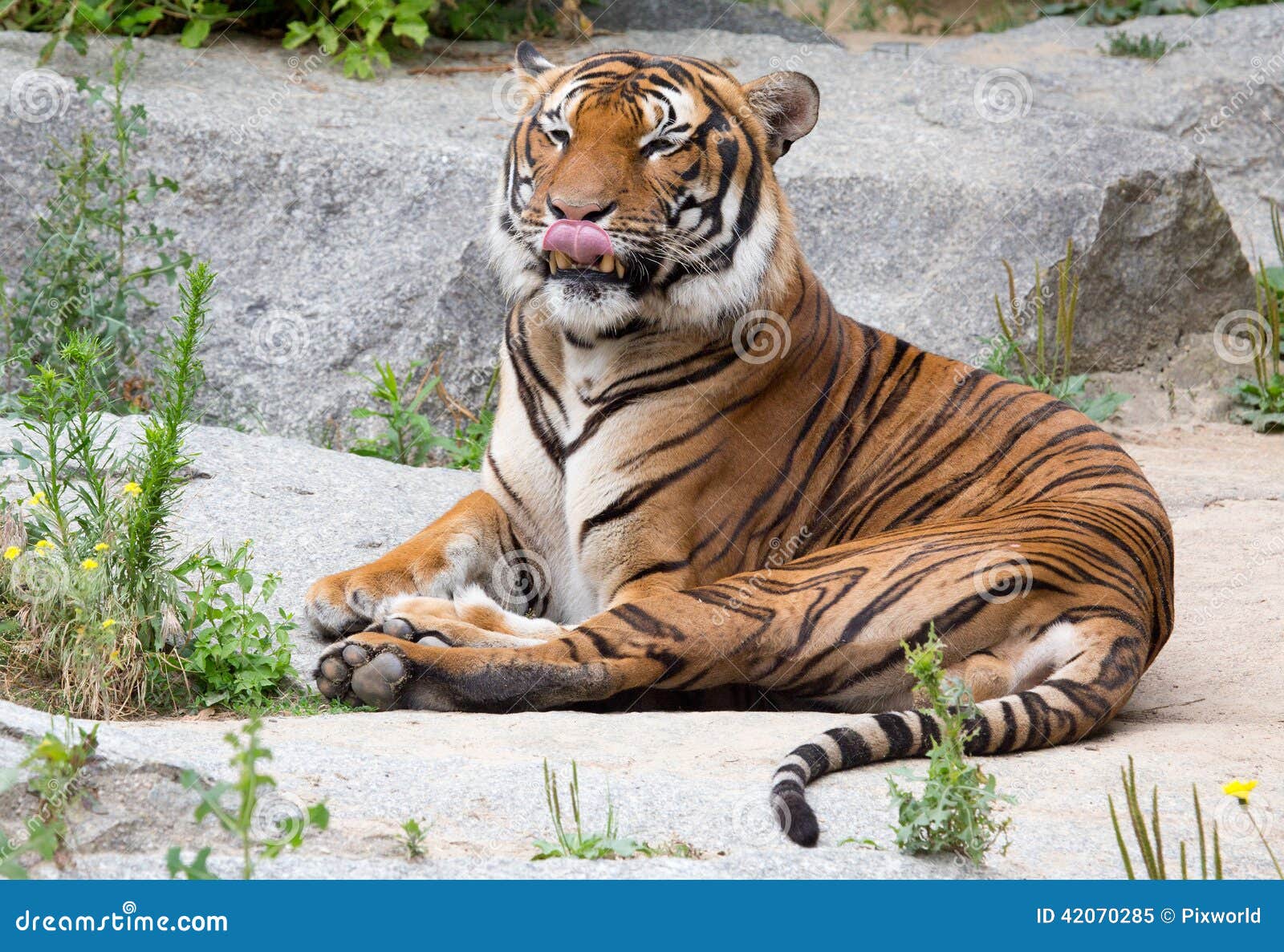 A beautiful tiger stock image. Image of love, cute, tigers - 42070285