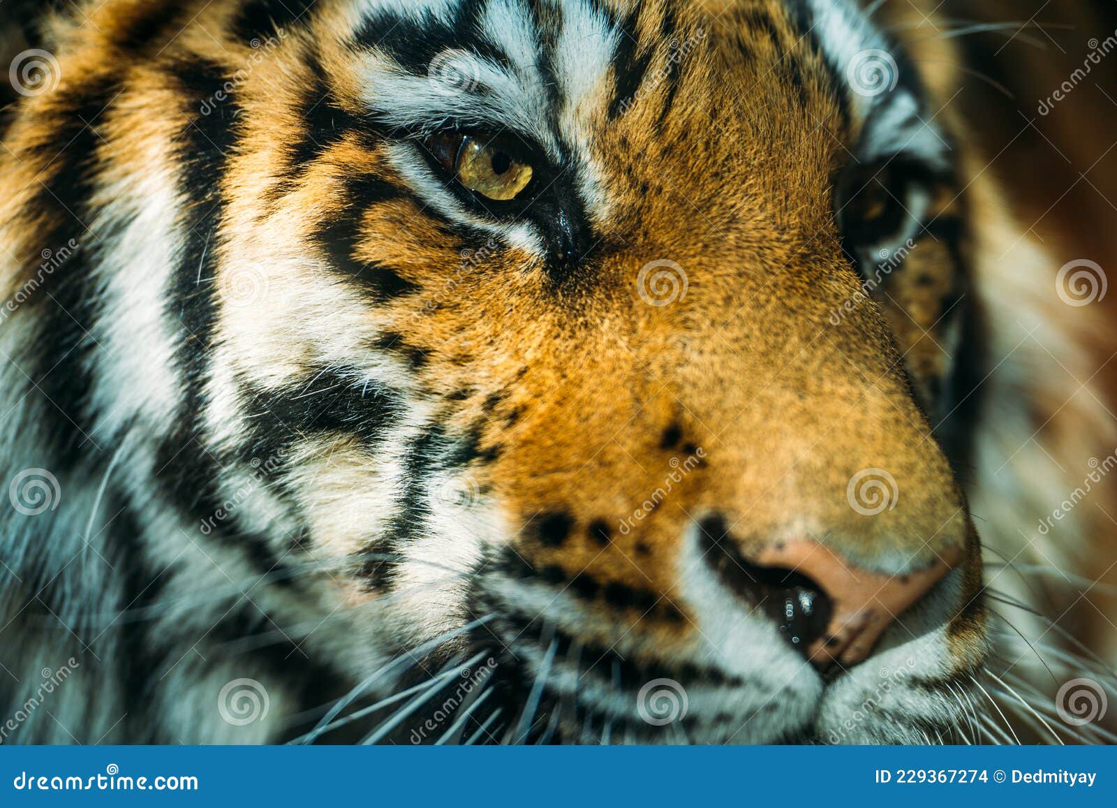Beautiful Tiger Close-up Portrait. Wildcat Predator Muzzle Stock Photo ...