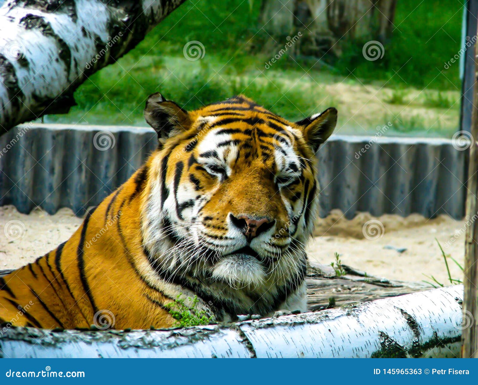 Beautiful Tiger - Detail on Tiger Head between the Trees Stock Image ...
