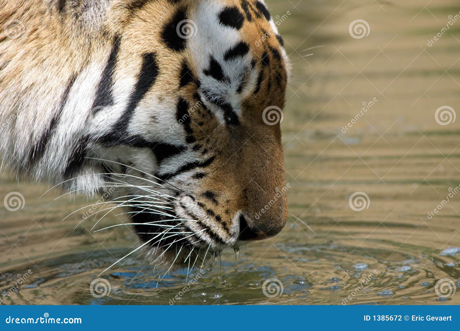789 Beautiful Tiger Drinking Stock Photos - Free & Royalty-Free Stock ...