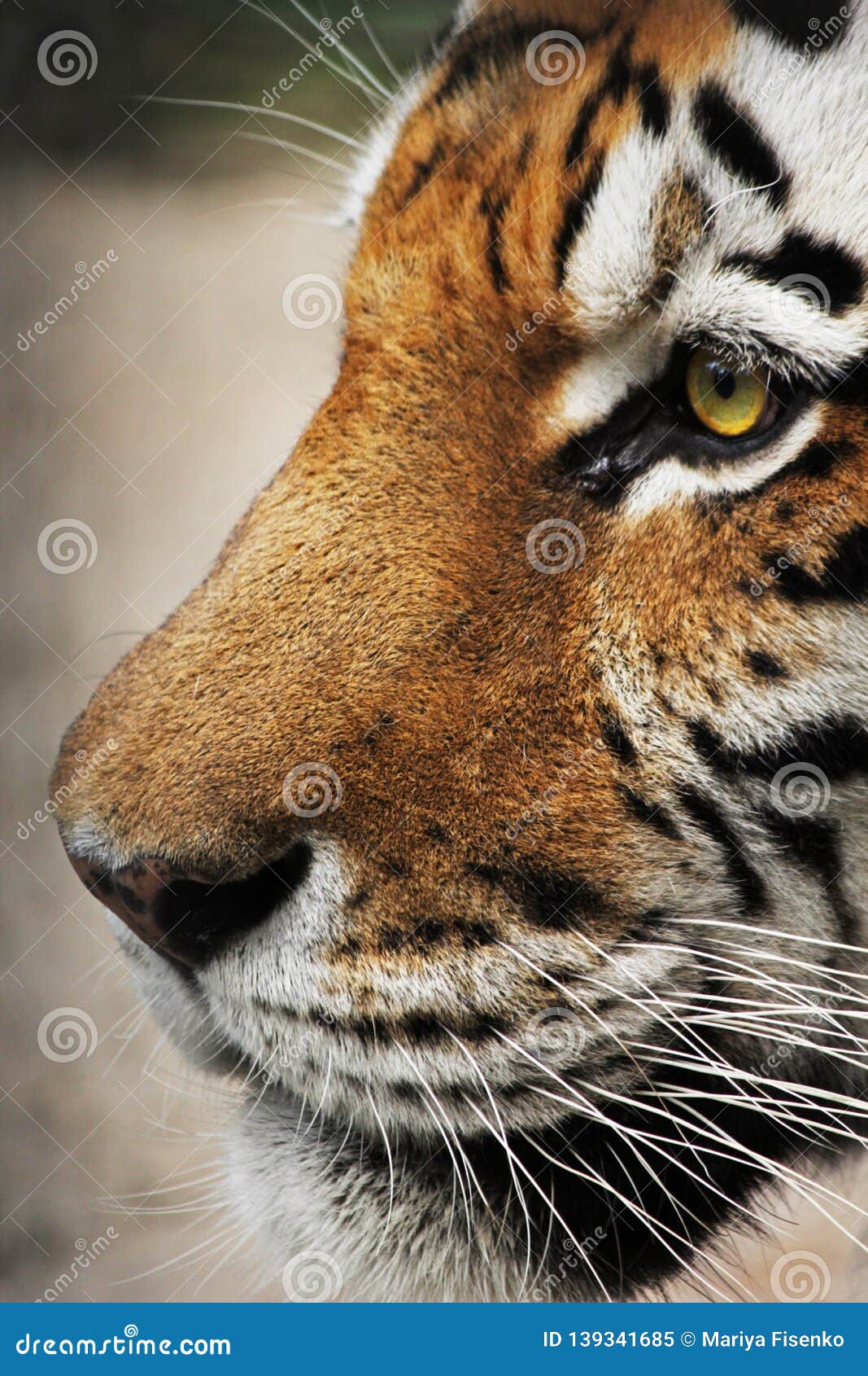 Beautiful tiger face stock image. Image of wild, bright - 139341685