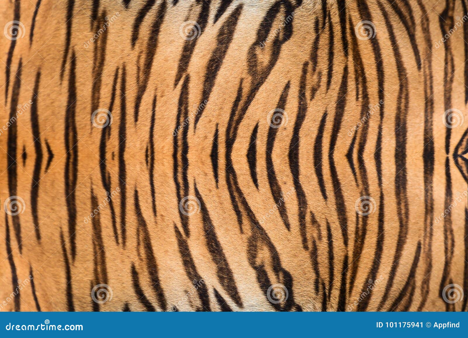 Beautiful tiger fur. stock image. Image of animal, colorful - 101175941