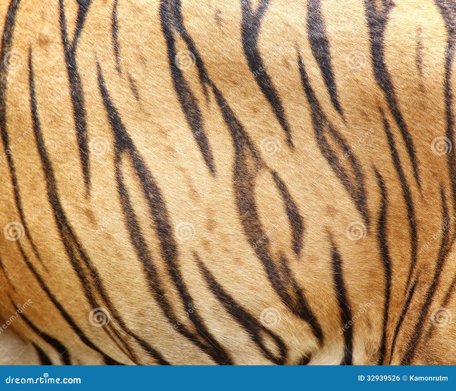 Beautiful tiger fur stock photo. Image of closeup, pattern - 32939526