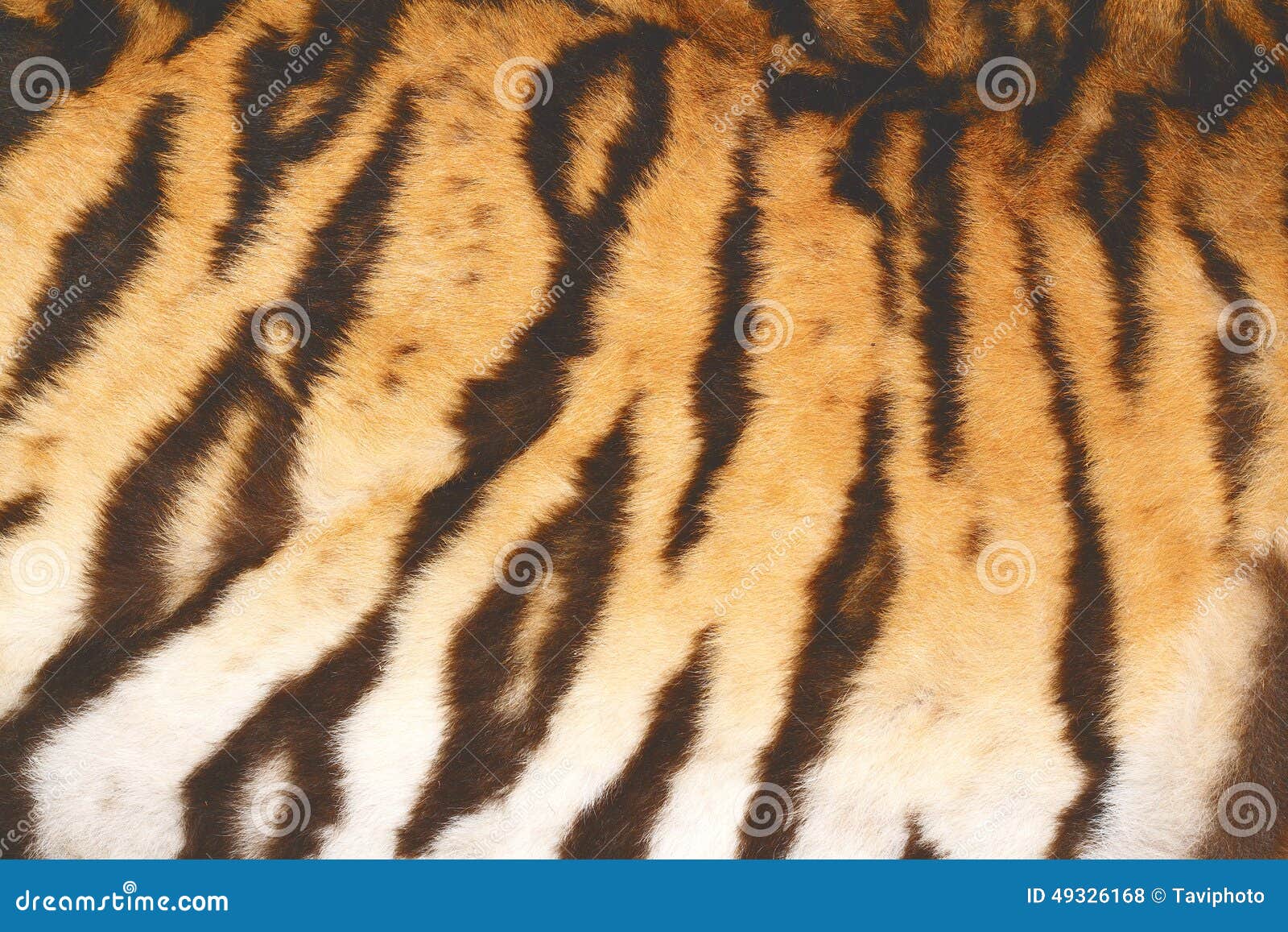 Beautiful Tiger Fur with Vintage Effect Stock Photo - Image of natural ...