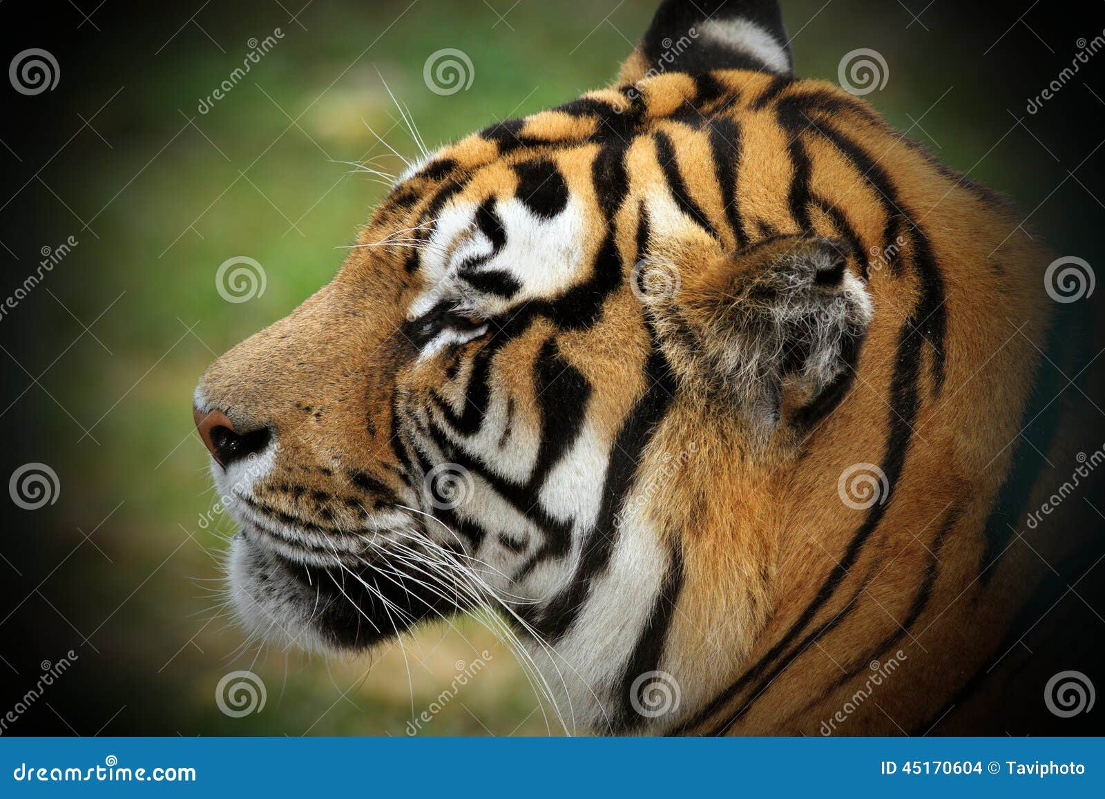 Beautiful tiger head stock photo. Image of carnivore - 45170604