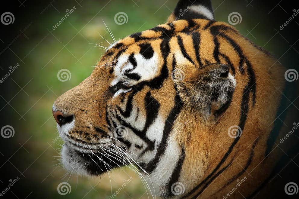 Beautiful tiger head stock photo. Image of carnivore - 45170604