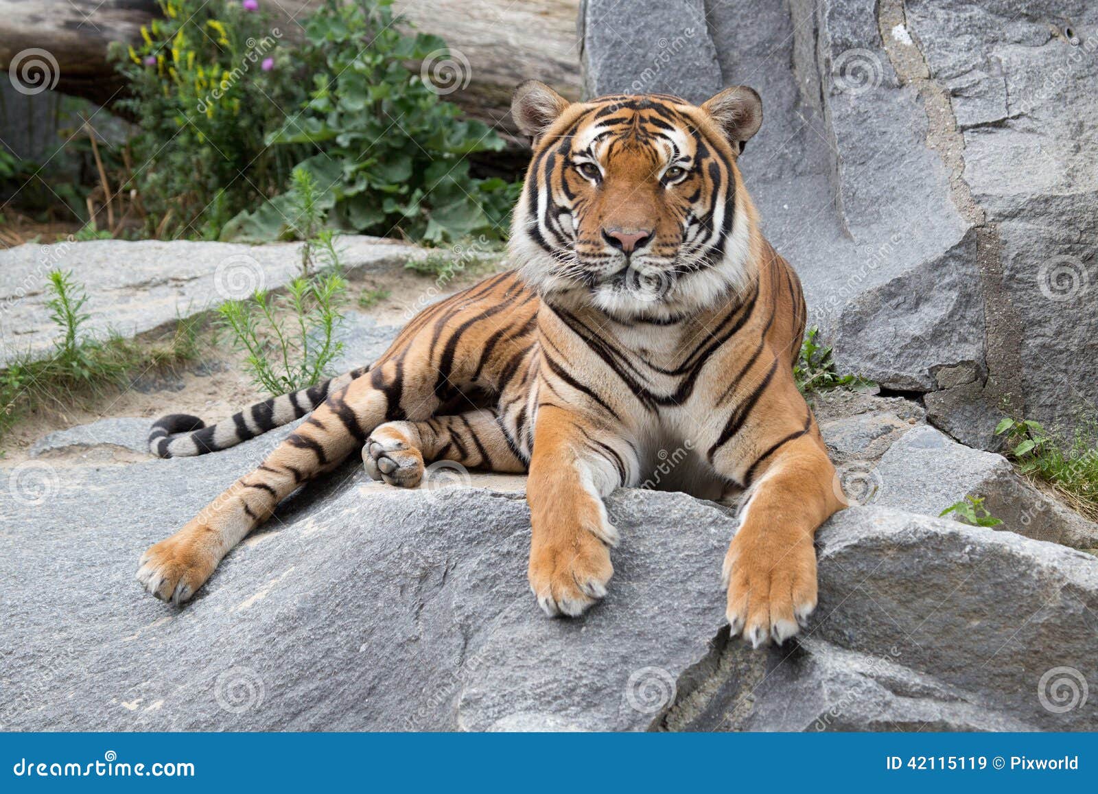 Beautiful tiger stock image. Image of sweet, baby, beautiful - 42115119